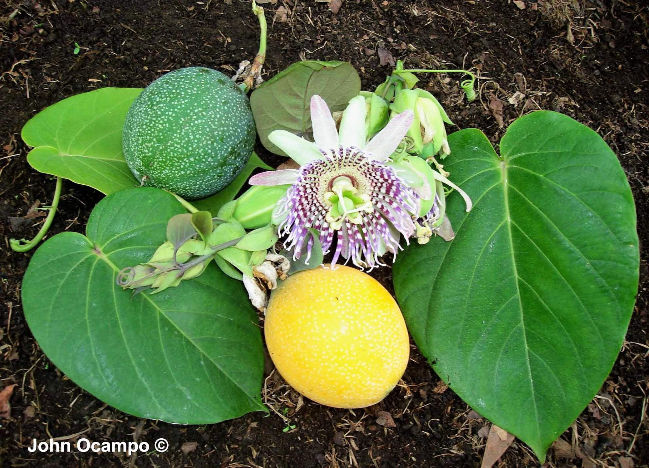 10 * Seeds SWEET GRANADILLA Yellow Passionfruit Grenadia Sugar Fruit ...