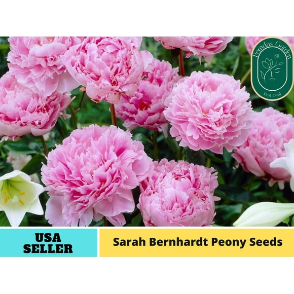 Sarah Bernhardt Peony Size