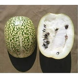 10 Seeds Shark fin Melon chilacayote fig leaved Malabar Gourd Heirloom ...
