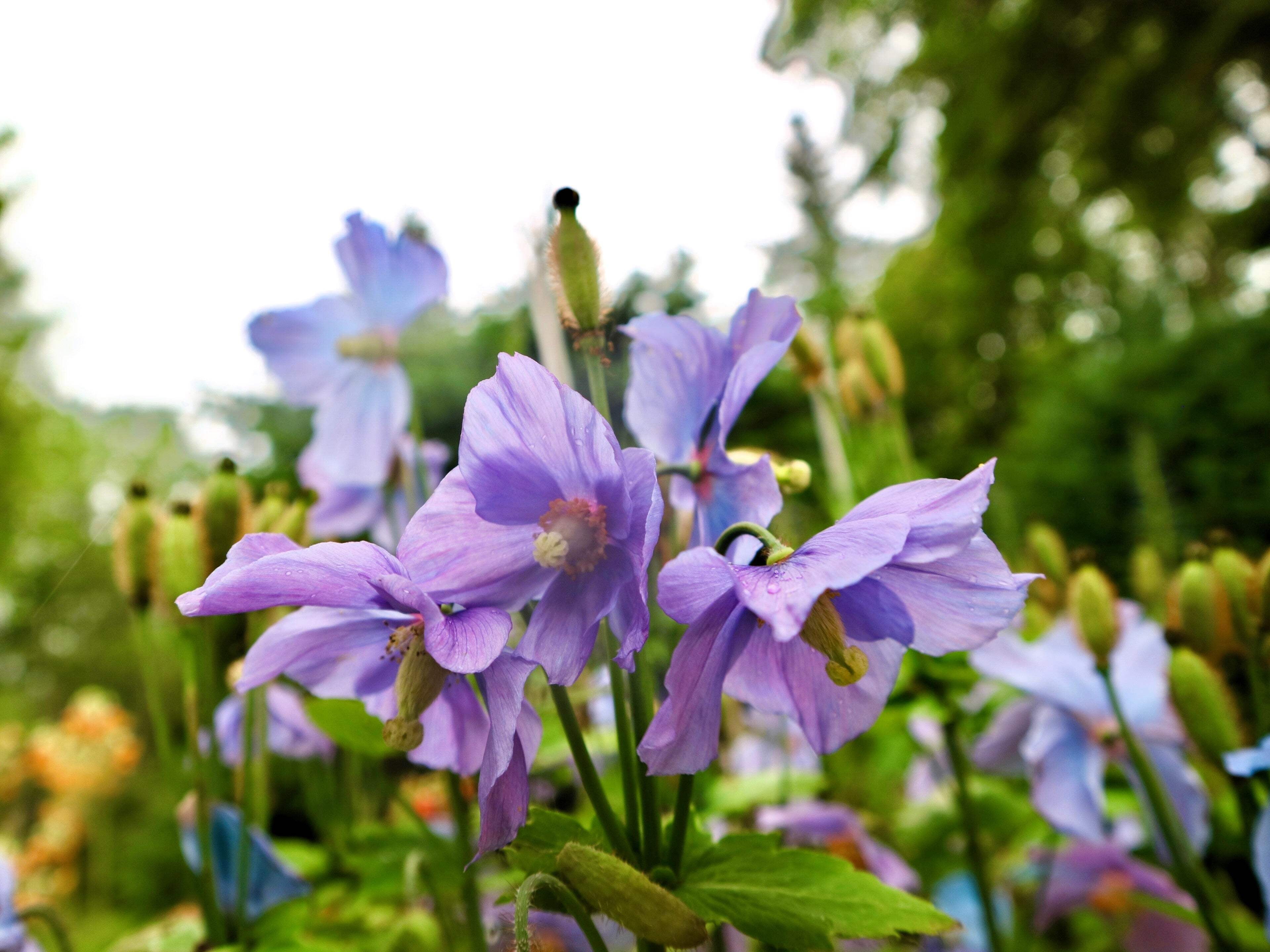 10 Seeds VIOLET HIMALAYAN POPPY Meconopsis Betonicifolia Purple Hensol ...
