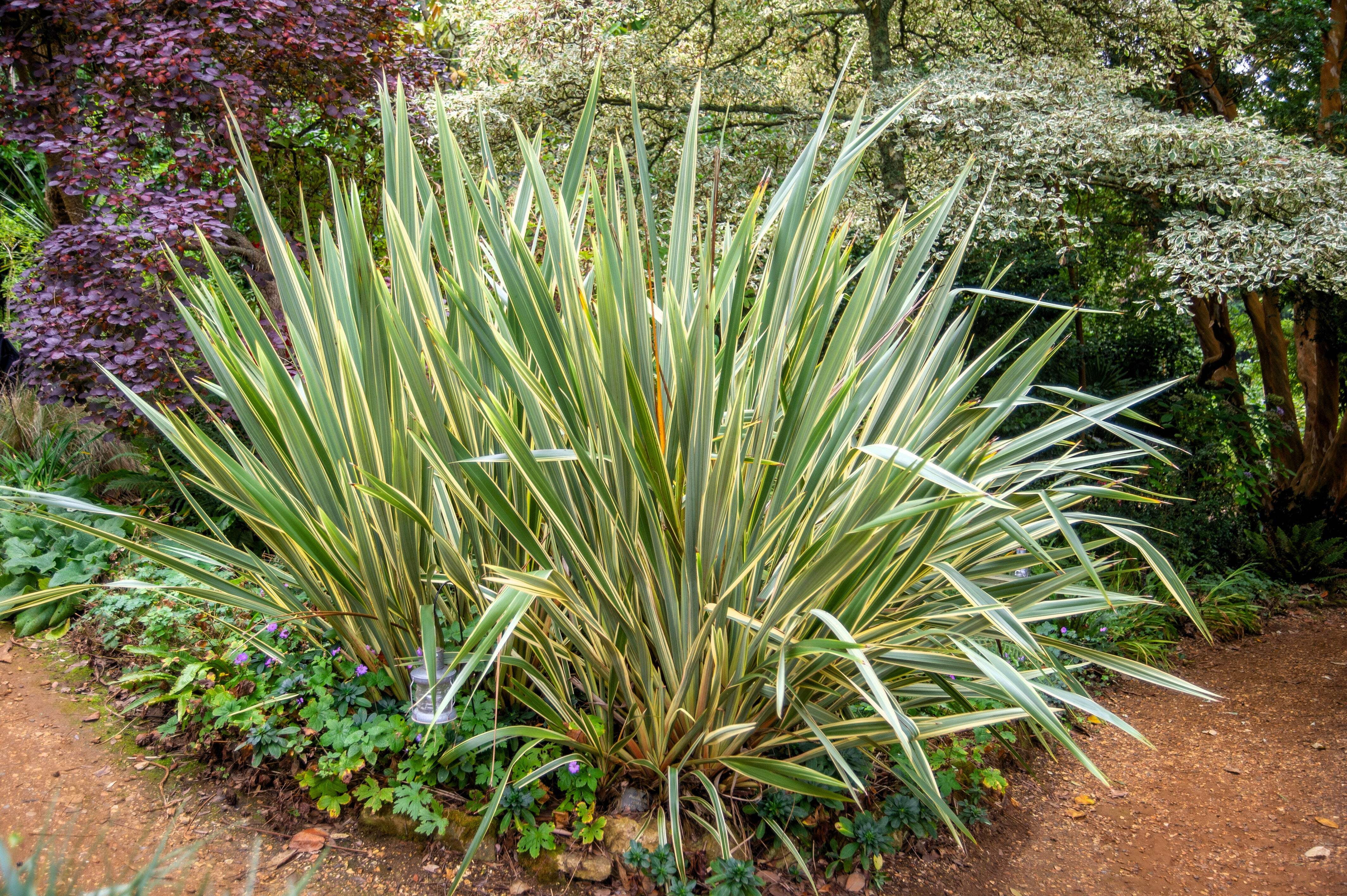 10 *Seeds Variegated NEW ZEALAND FLAX Phormium Tenax Variegatum ...