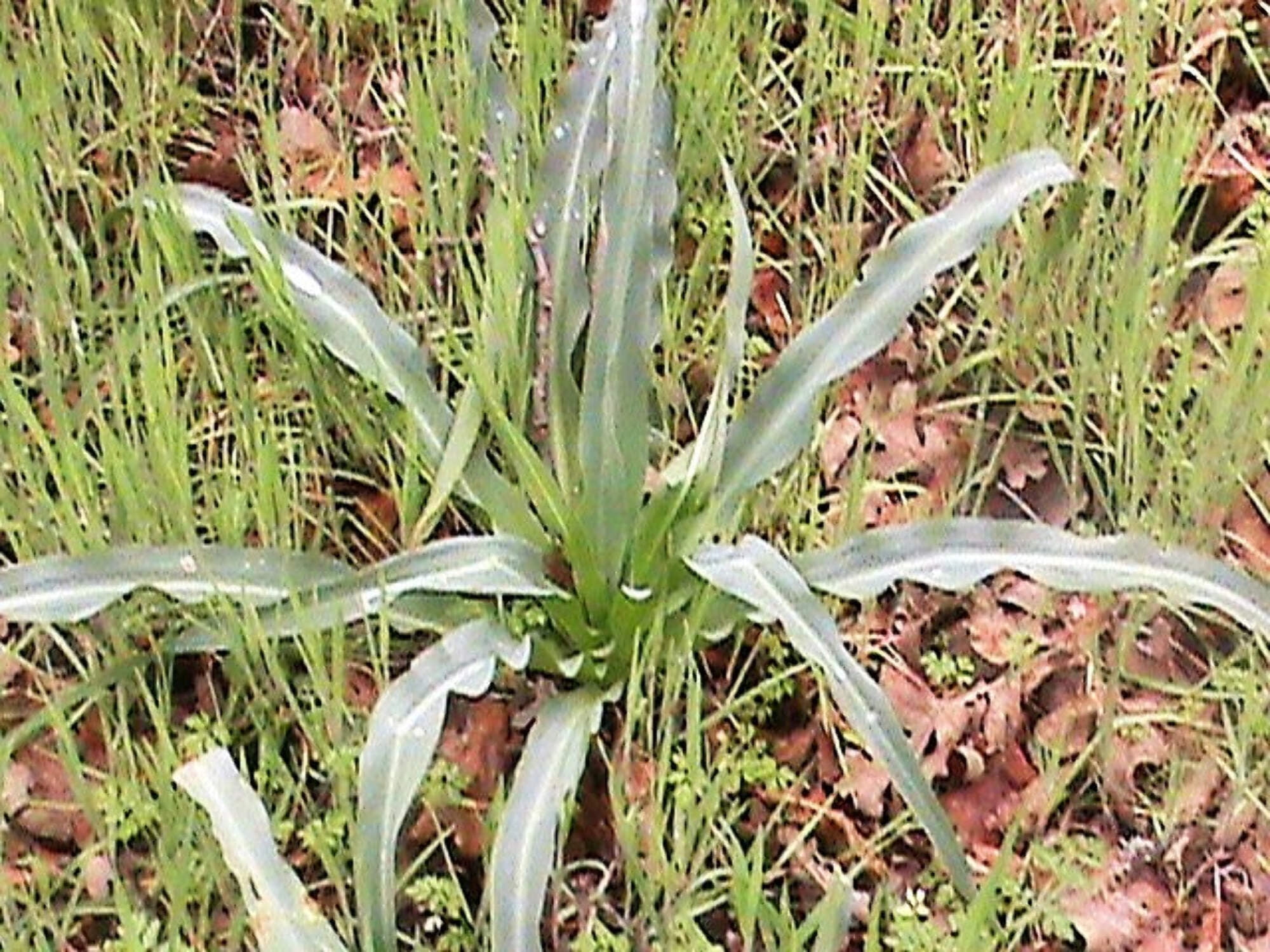 10 Seeds WAVY LEAFED SOAP PLANT California Soaproot Amole Lily ...