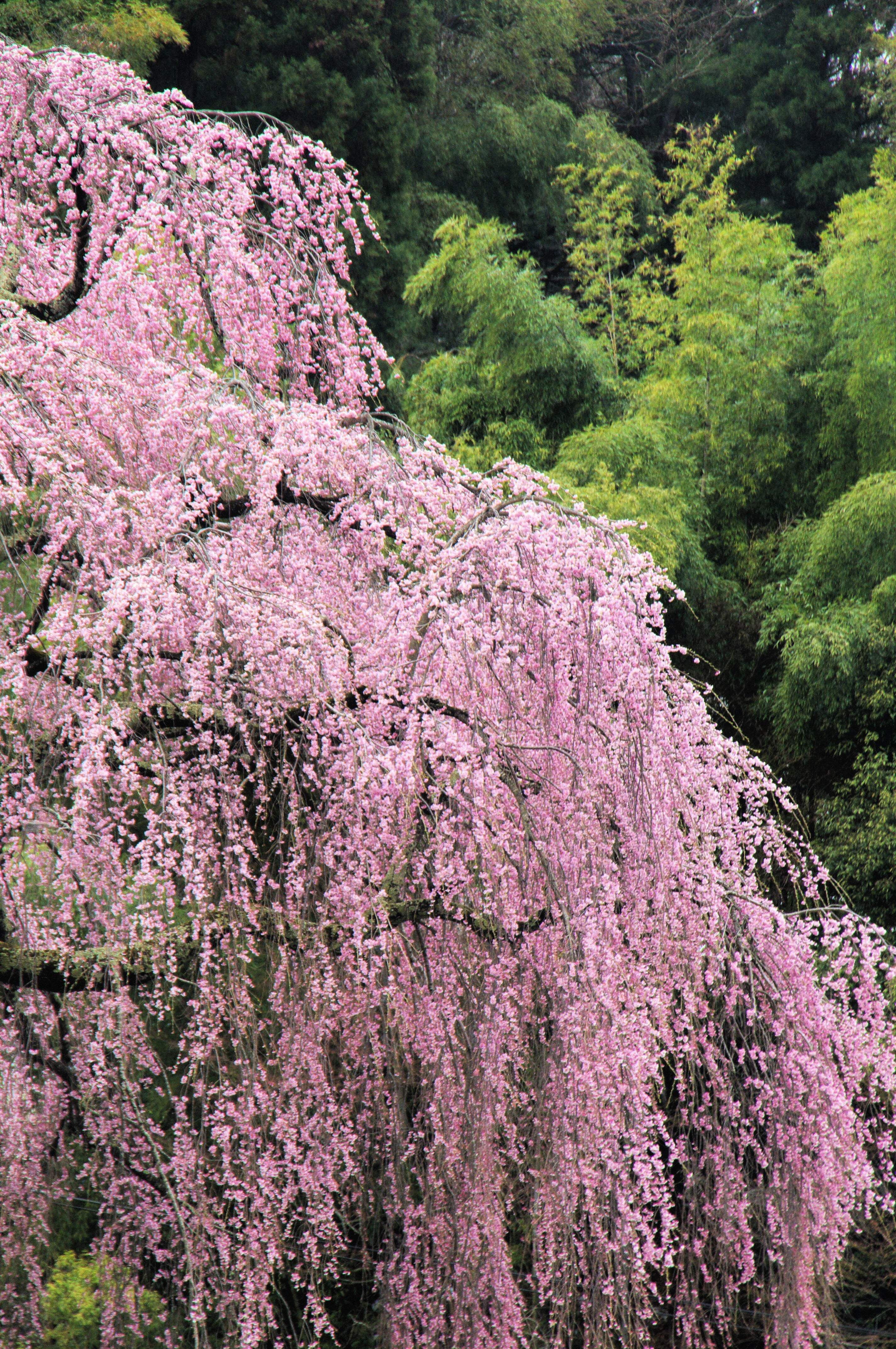 10 Seeds WEEPING HIGAN CHERRY Tree Japanese Prunus Subhirtella Pendula ...