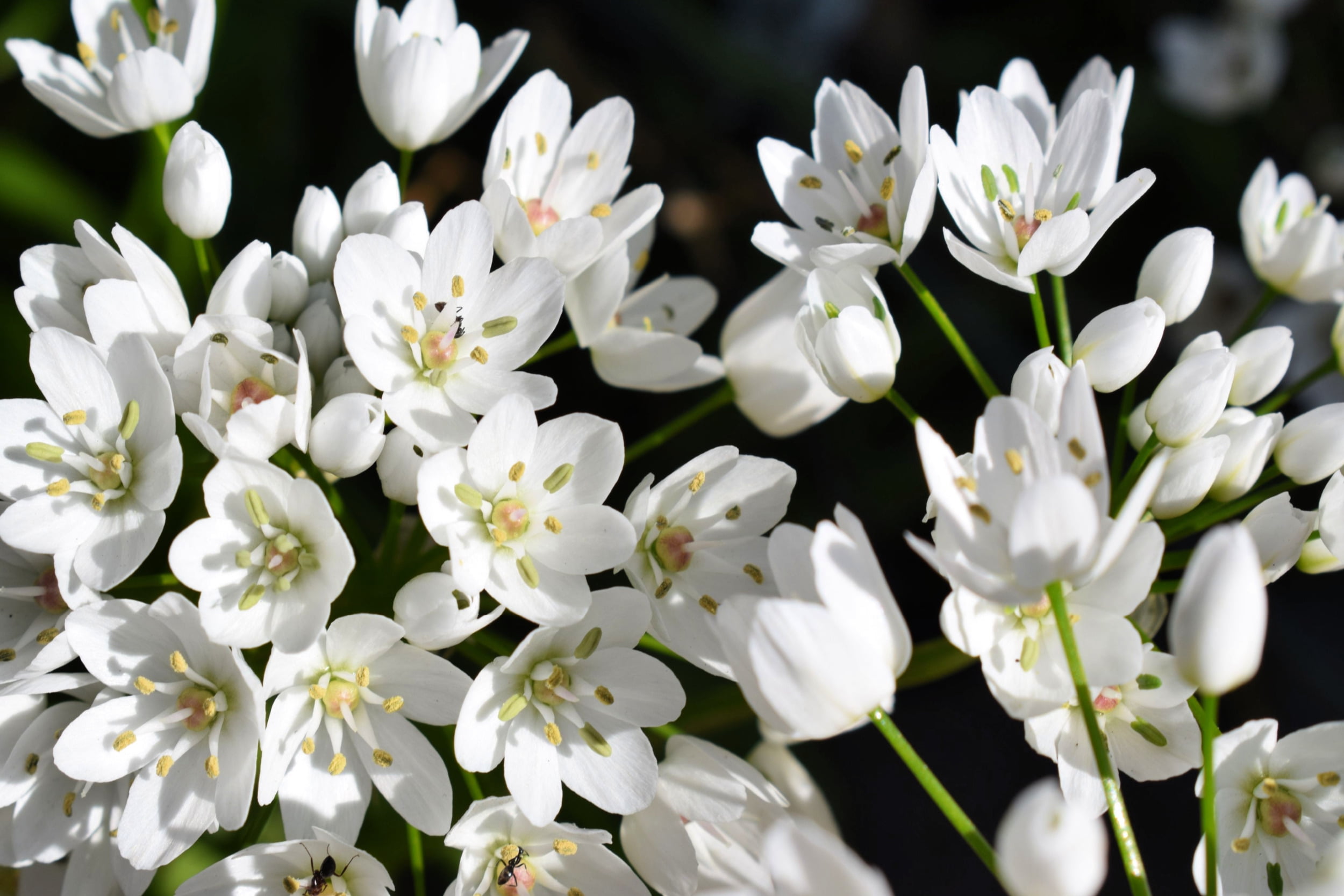 10 Seeds WHITE ALLIUM Neapolitanum Flowering or Naples Onion ...