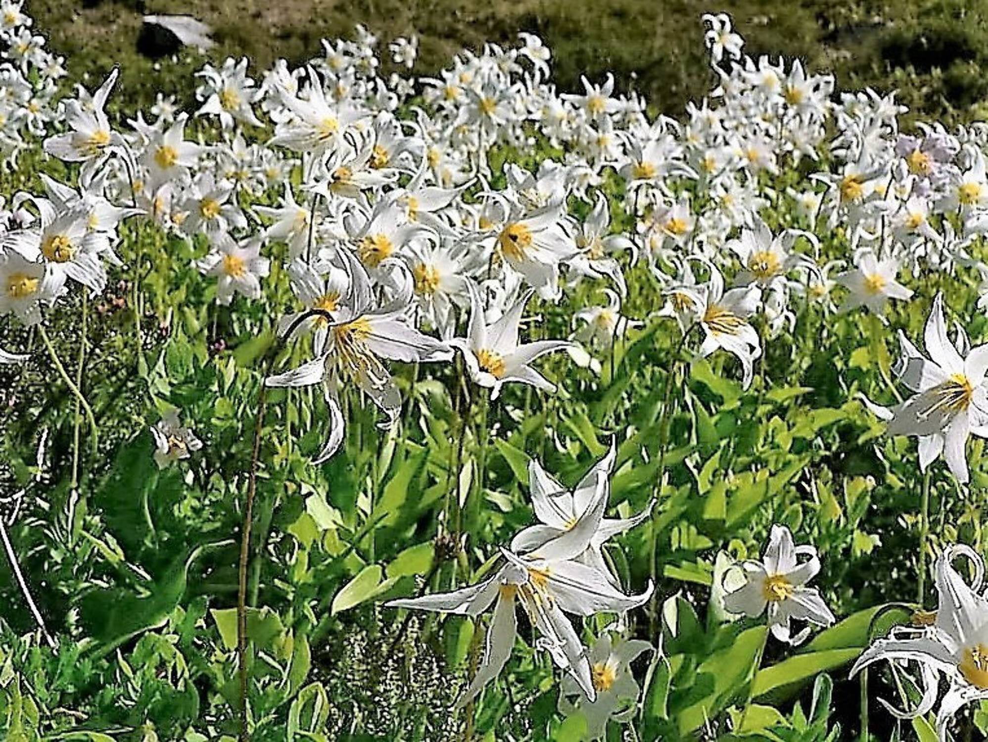 10 Seeds WHITE AVALANCHE LILY Erythronium Montanum Native Alpine Flower ...