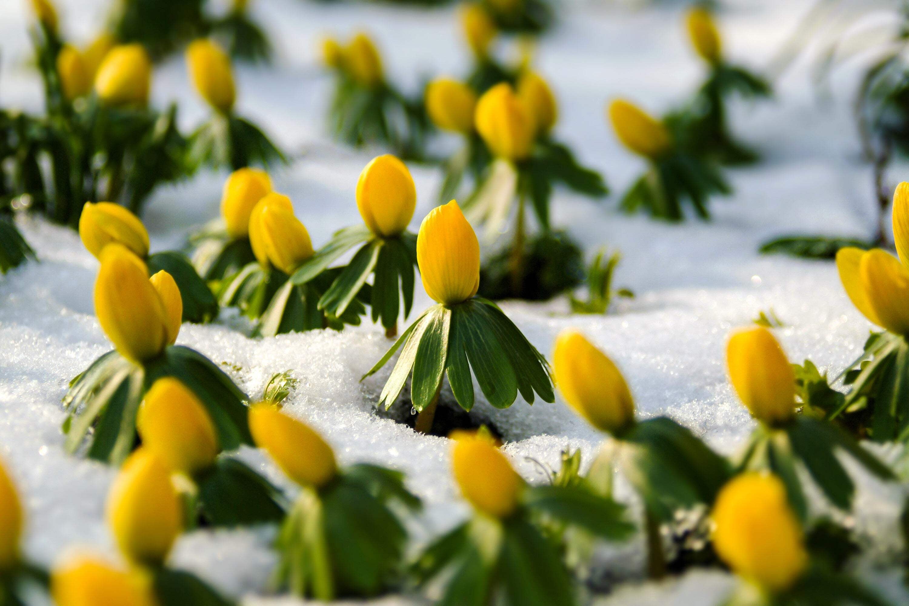 10 *Seeds WINTER ACONITE Eranthis Hyemalis Yellow Sun Shade Flower ...