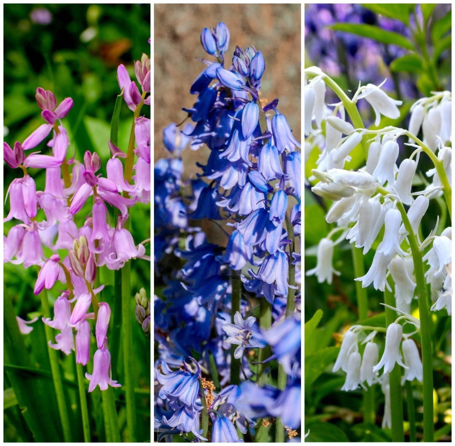 10 Seeds WOOD HYACINTH Mixed Colors, English Woodland, Spanish Bluebell ...