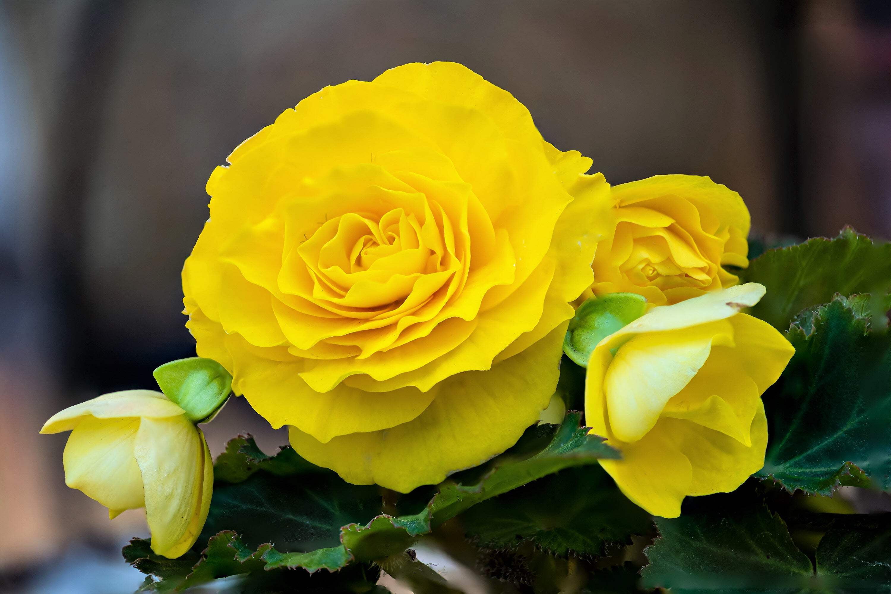 10 Seeds YELLOW DOUBLE BEGONIA Tuberosa Tuberous Begonia Shade Flower ...