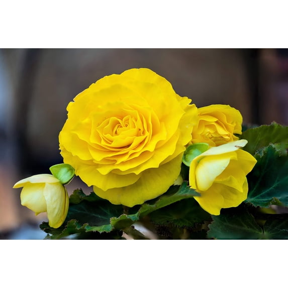 10 Seeds YELLOW DOUBLE BEGONIA Tuberosa Tuberous Begonia Shade Flower ...