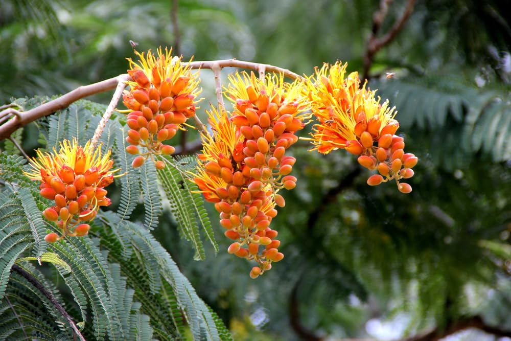 10 Seeds of Colville's Glory Tree for Bonsai - Colvillea racemosa ...