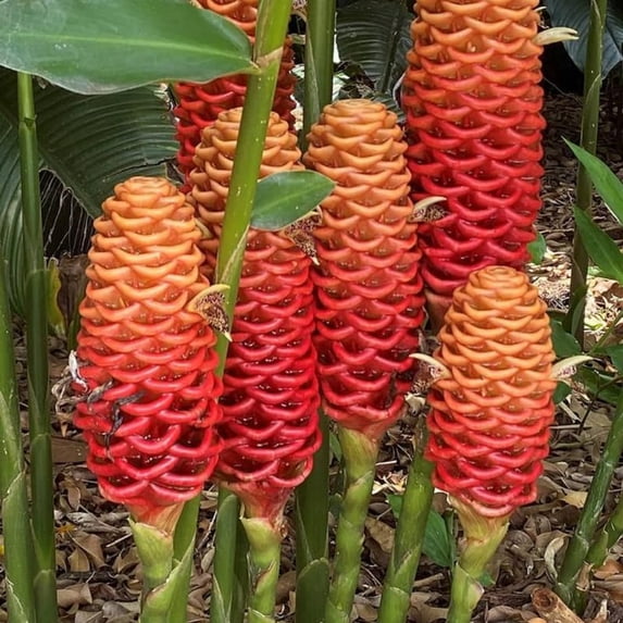 10 Shampoo Ginger Plant Roots, Shampoo Ginger Rhizomes, Red Awapuhi ...