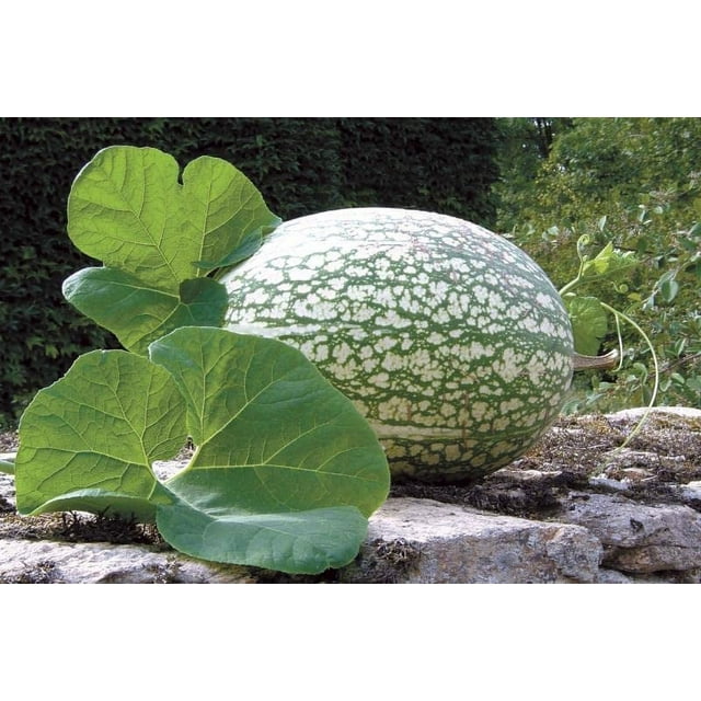 10 Shark Fin Melon Seeds for Planting, Fig Leaf Gourd. Very Vibrant ...
