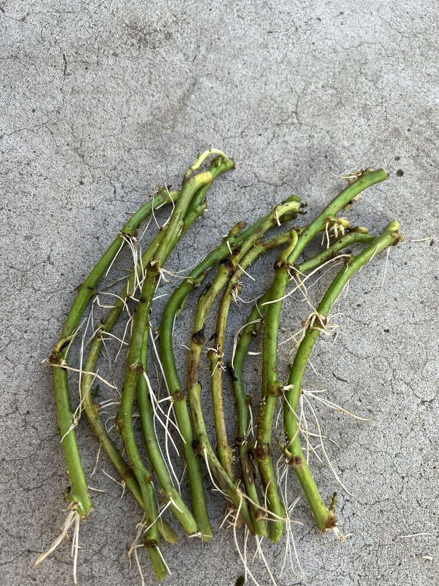 10 Slips Rooted Sweet Potato Cutting Vine Ready To Plant - Walmart.com