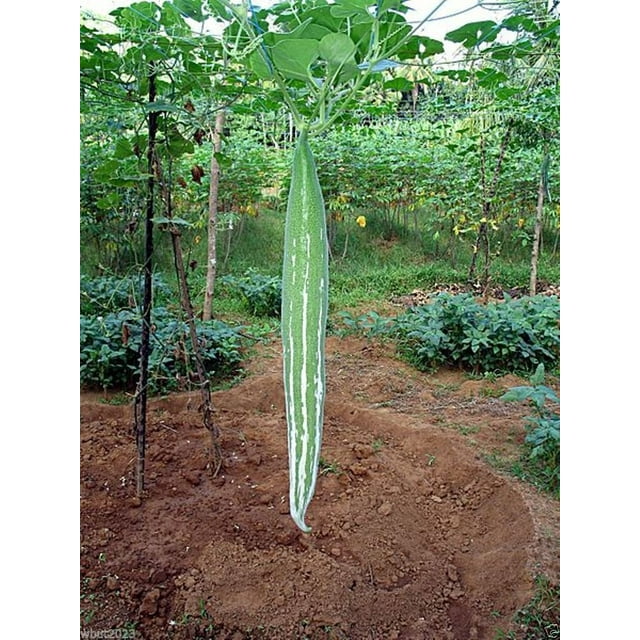10 Snake gourd Seeds- Buag Ngu, Naga Green&white striped fruit,Grows 12 ...