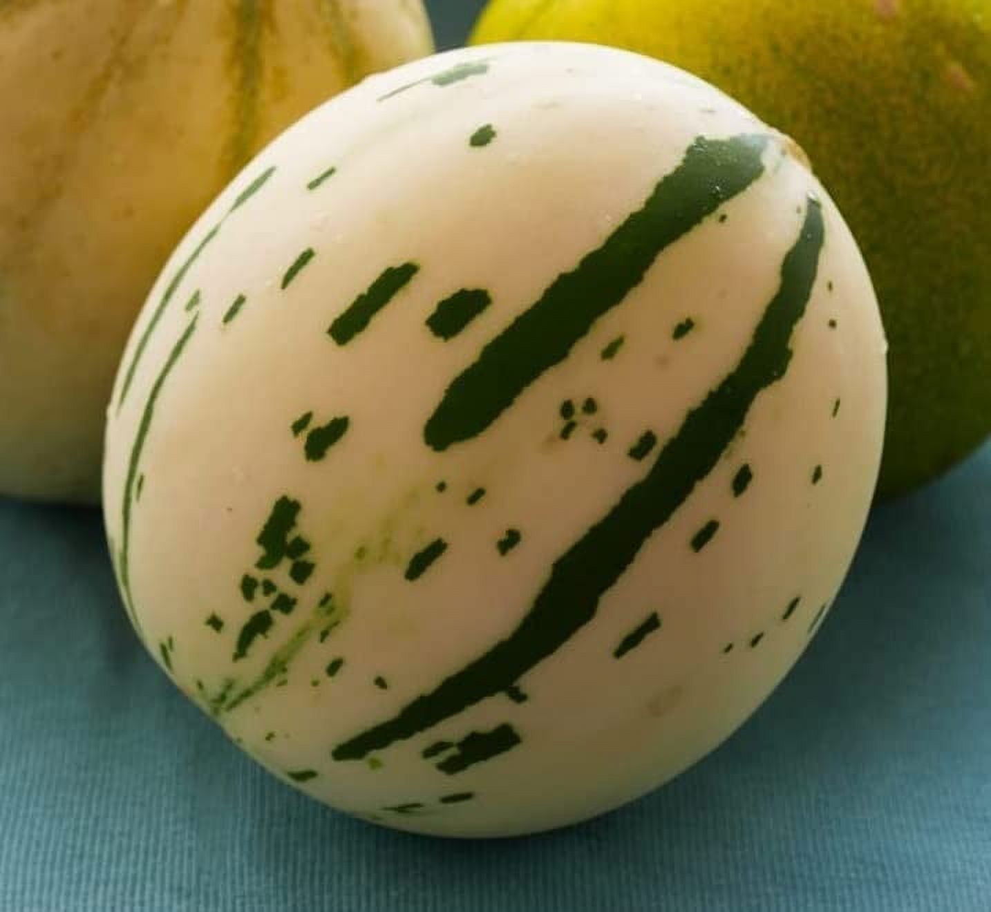 10 Snow Leopard Melon Seeds | Very Rare - Ships from Iowa, USA ...