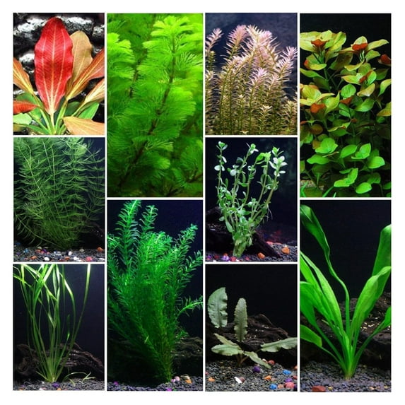 Barbara Bilotta 10 Species Freshwater Aquarium Plants, Java Fern ...