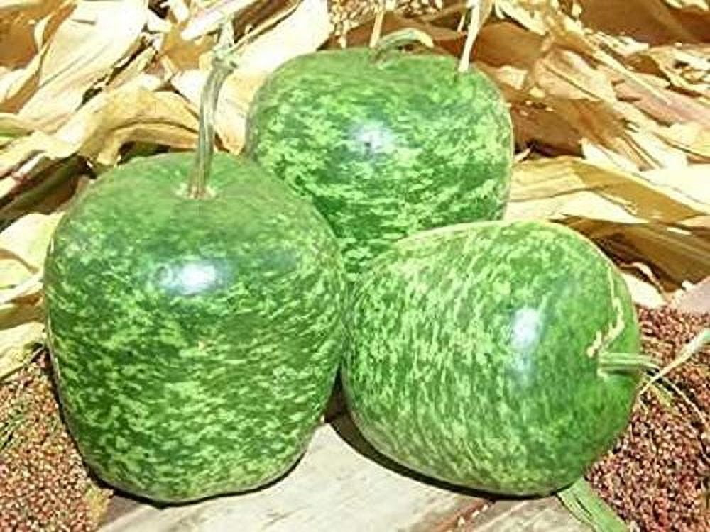 10 Speckled Apple Gourd Seeds, Dry it, paint it, and have fun with ...