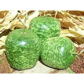 Apple Seeds in Seed Gardening - Walmart.com