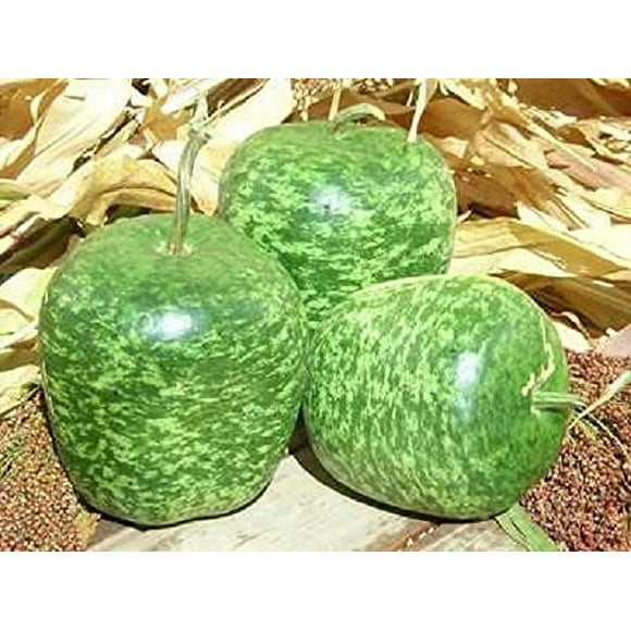 Apple Seeds in Seed Gardening - Walmart.com