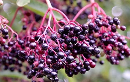 (10) Spectacular Black Fruit Bearing Perennial. American Native ...