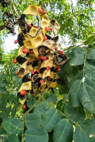 10 Spindle Palm Tree Seeds for Planting - Hyophorbe verschaffeltii ...