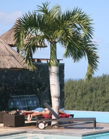 10 Spindle Palm Tree Seeds for Planting - Hyophorbe verschaffeltii ...