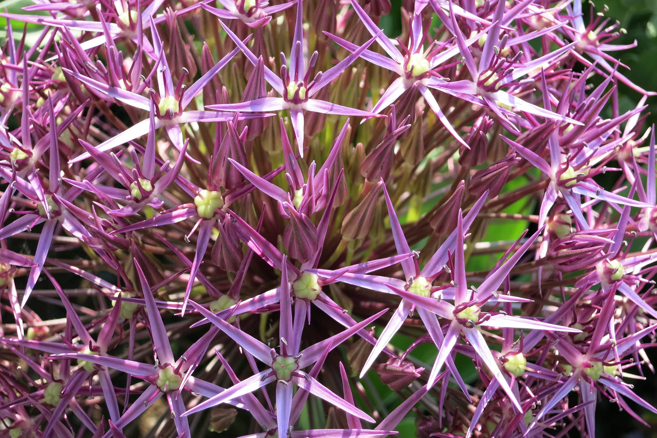 10 Star of Persia Allium Flower Bulbs - Rare Allium Bulbs for Planting ...