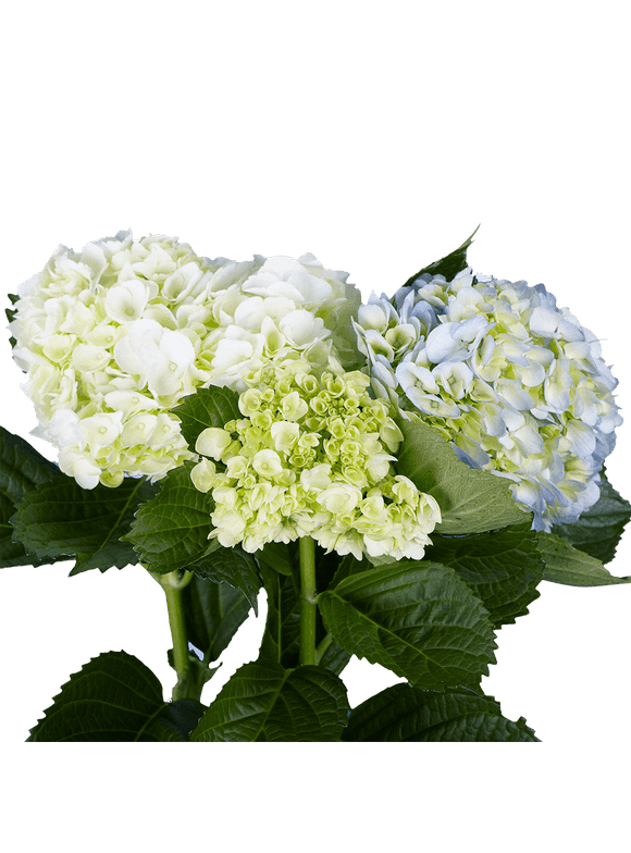 Hydrangeas in All Flowers - Walmart.com