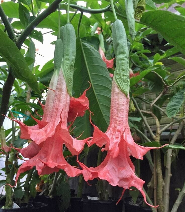 10 Summer Rose Angel Trumpet Seeds - Walmart.com