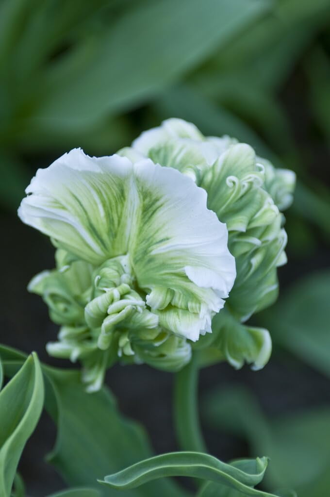 10 Super Parrot Tulip Bulbs for Planting - Easy to Grow Perennial Flowers - Walmart.com