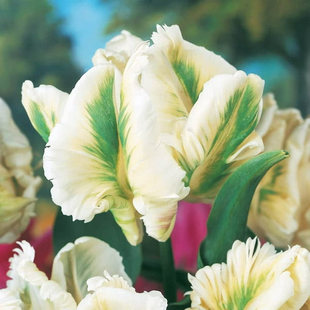 10 Super Parrot Tulip Bulbs for Planting - Easy to Grow - Ships from Iowa - Walmart Business ...