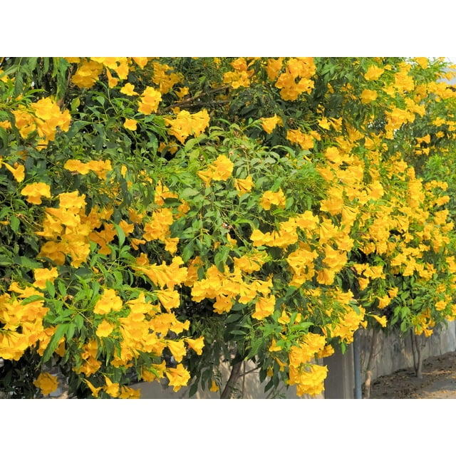 10 TECOMA STANS (Yellow Trumpetbush / Yellow Bells / Yellow Elder ...