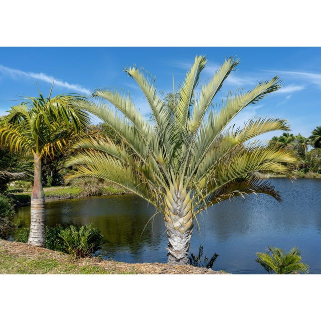 10 TRIANGLE PALM TREE Dypsis Decaryi Rare Tropical from Madagascar ...