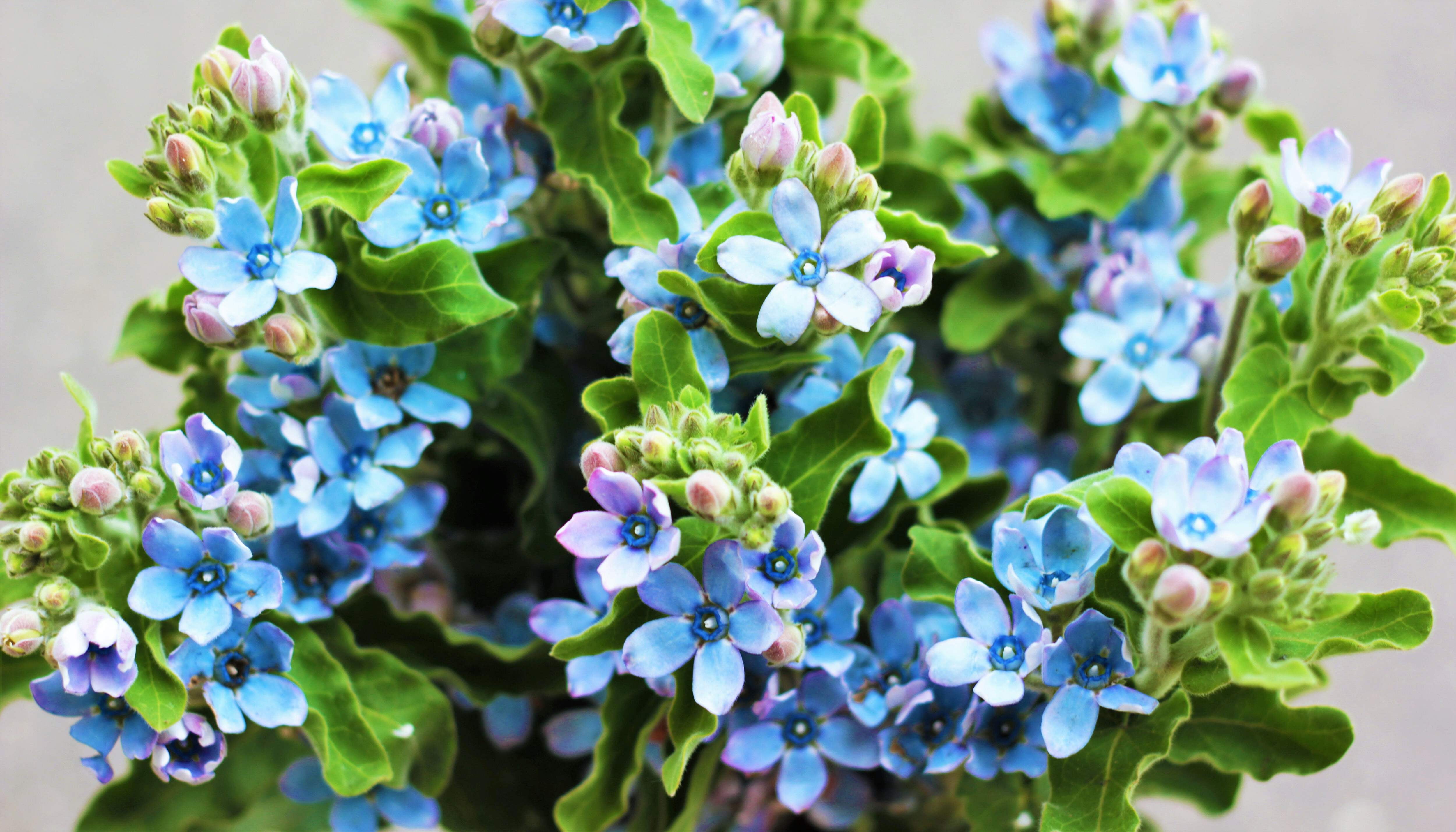 10 TWEEDIA BLUE MILKWEED Southern Star of Argentine Tweedia Caerulea ...