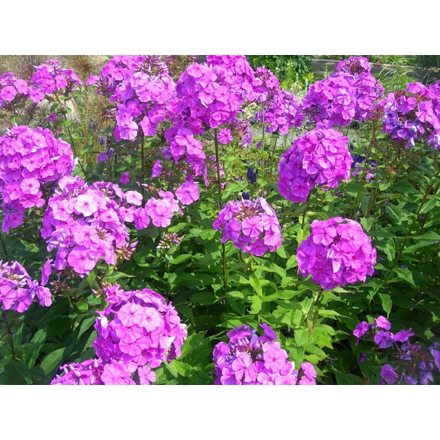 10 Tall PURPLE PHLOX Paniculata Garden Summer Native Hummingbird Flower ...
