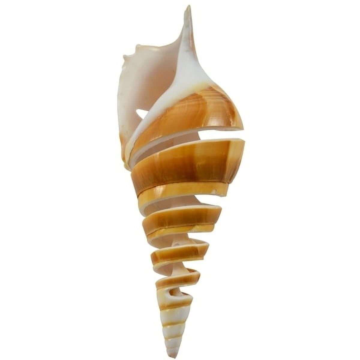 10 Tibia Spiral Cut Decorative Shells 4-5" (Set of 10) - Walmart.com