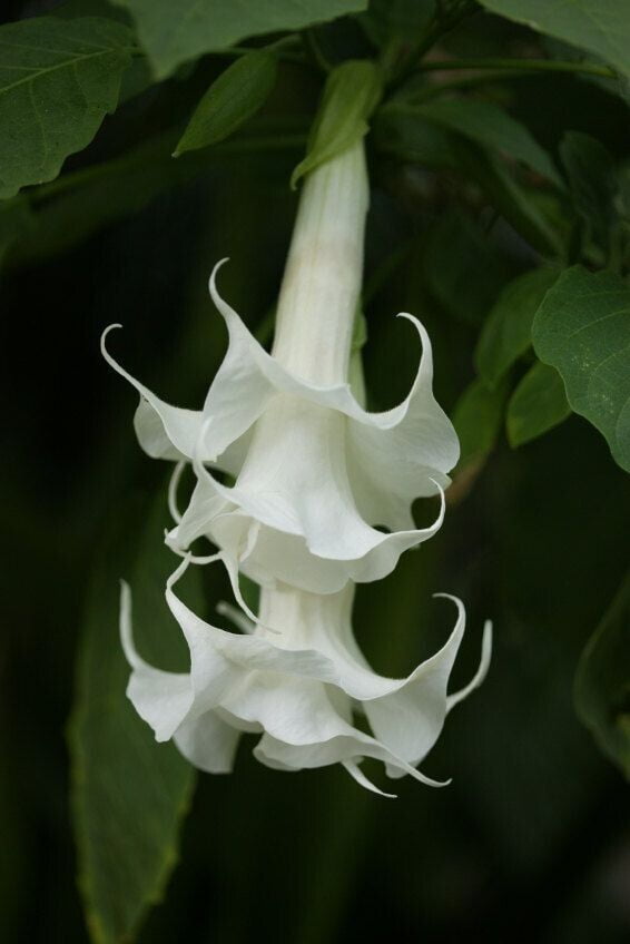 10 Triple White Angel Trumpet Seeds - Walmart.com