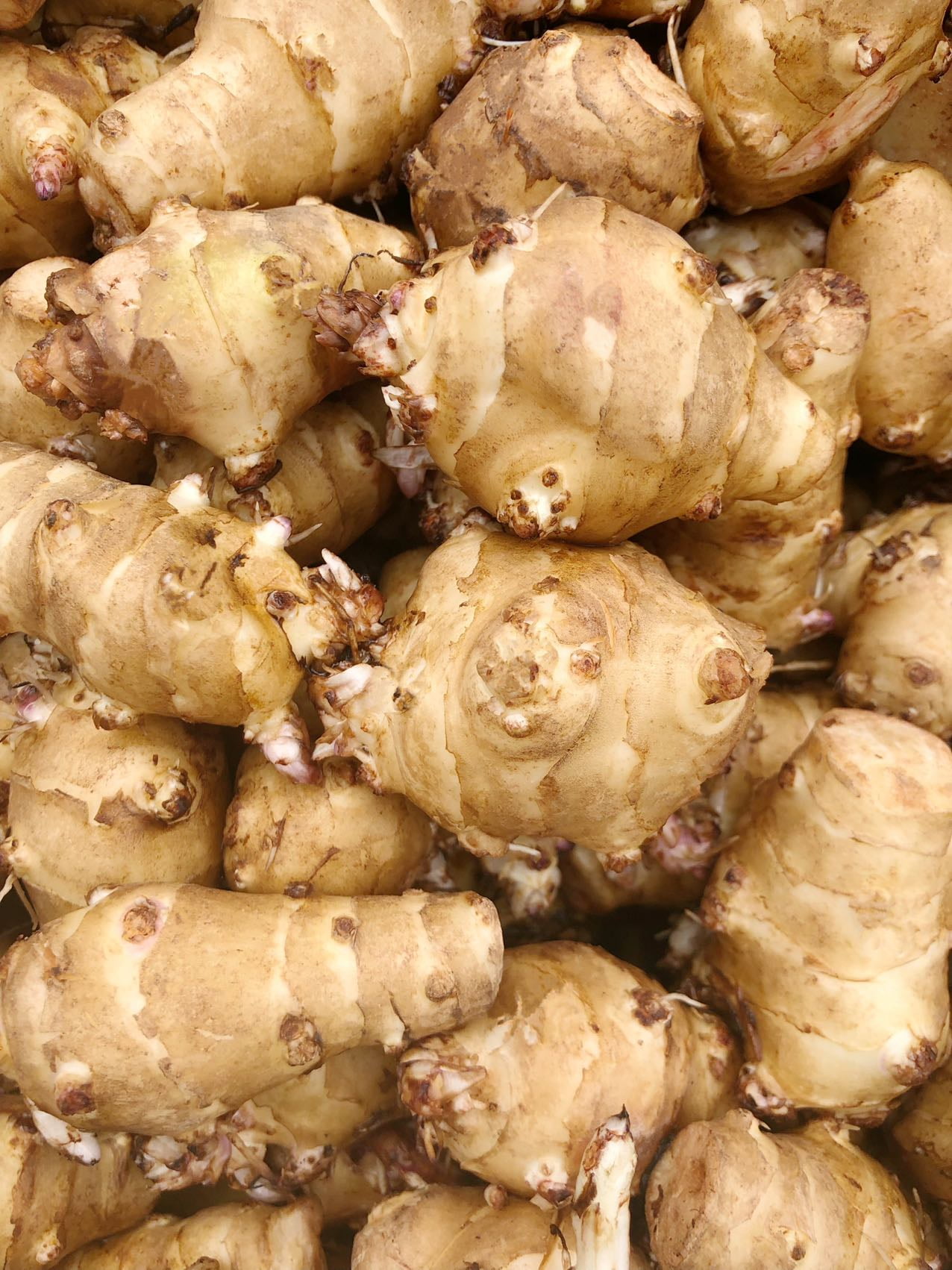 Springplant Jerusalem Artichoke Tubers, Sunchokes for Planting ...