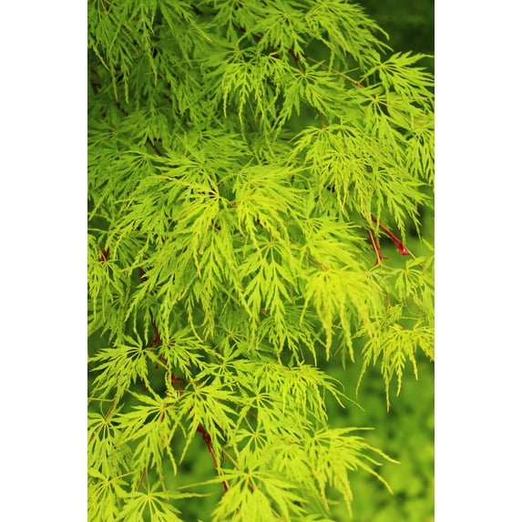 10 Upright GREEN LACELEAF MAPLE Japanese Seiryu Acer Palmatum Dissectum ...
