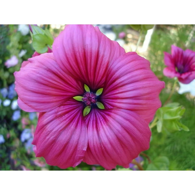 10 VULCAN MALOPE Trifida / Mallowwort / Mallow Flower Seeds - Walmart.com