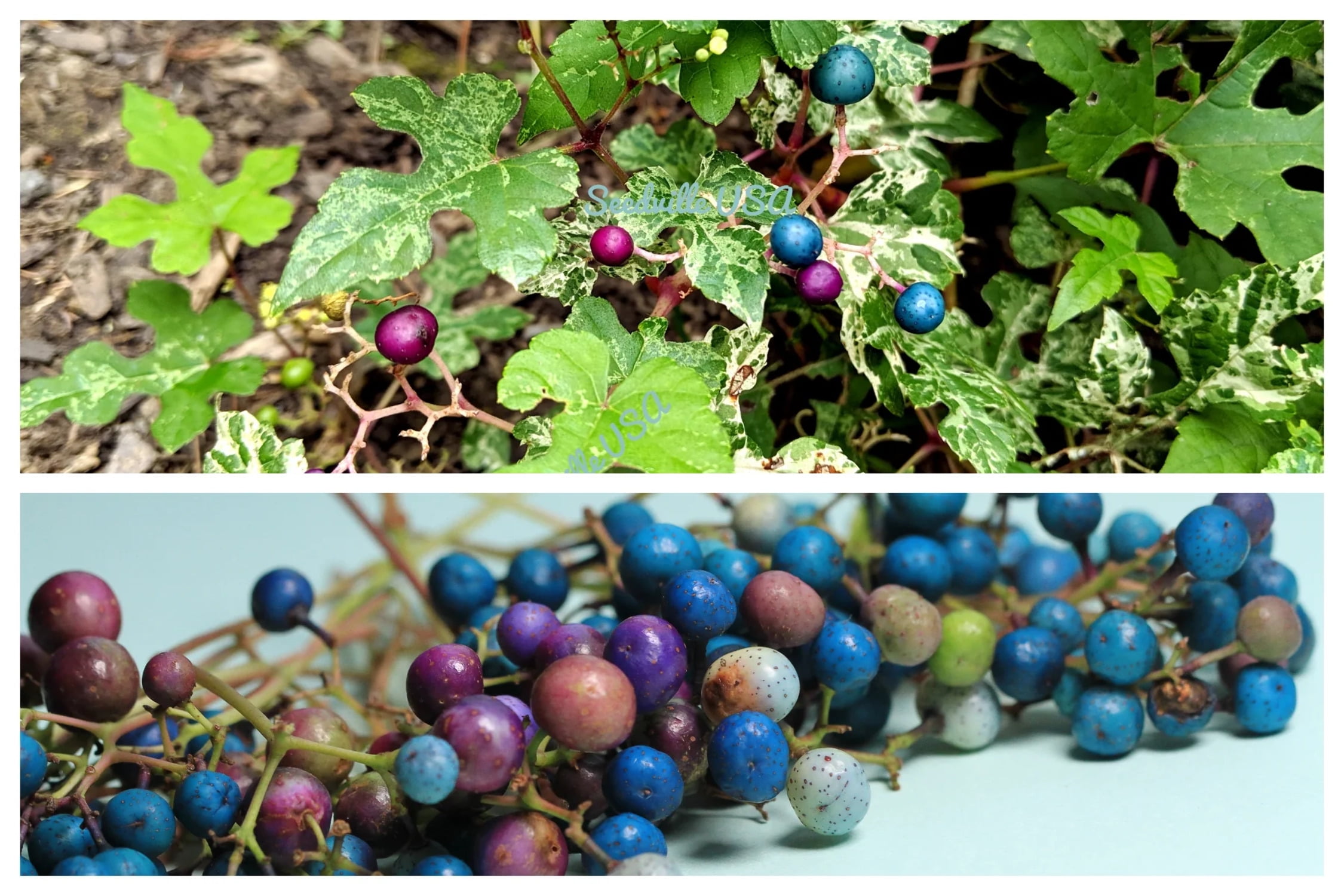 10 Variegated PORCELAIN BERRY VINE Ampelopsis Brevipedunculata Elegans ...