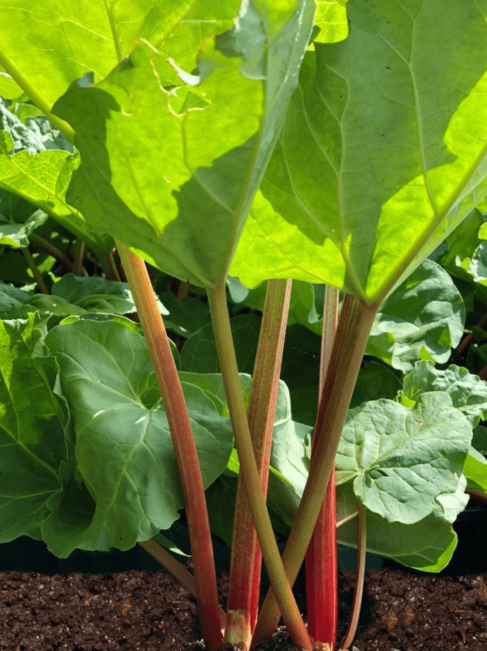 10 Victoria Rhubarb Plants for Planting, Bare Root Rhubarb Crowns 4–6 ...