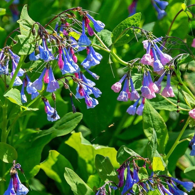 10 Virginia Bluebells Roots- Mertensia Virginica- Hardy Perennials ...
