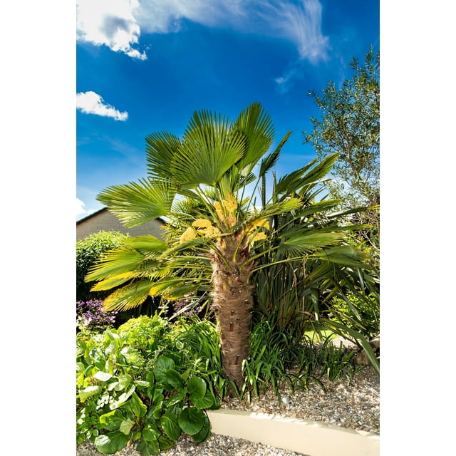 10 WAGNER WINDMILL PALM Dwarf Chusa Trachycarpus Fortunei Wagnerianus ...