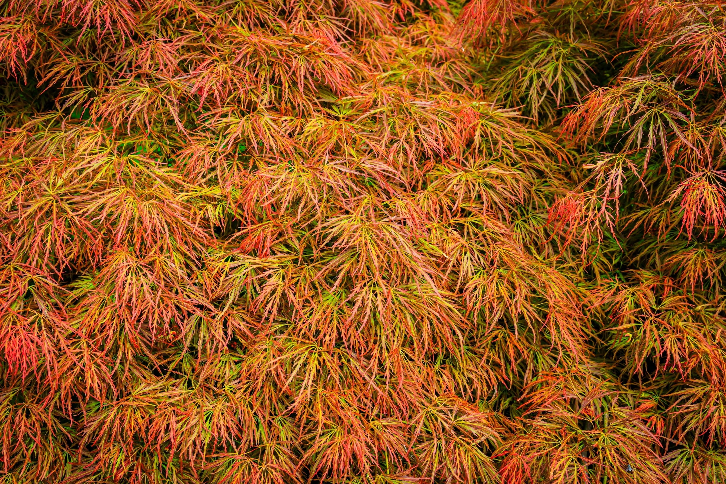 10 WEEPING LACELEAF MAPLE Japanese Acer Palmatum Dissectum Green Yellow ...