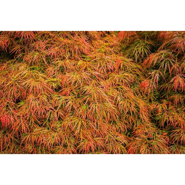 10 WEEPING LACELEAF MAPLE Japanese Acer Palmatum Dissectum Green Yellow ...
