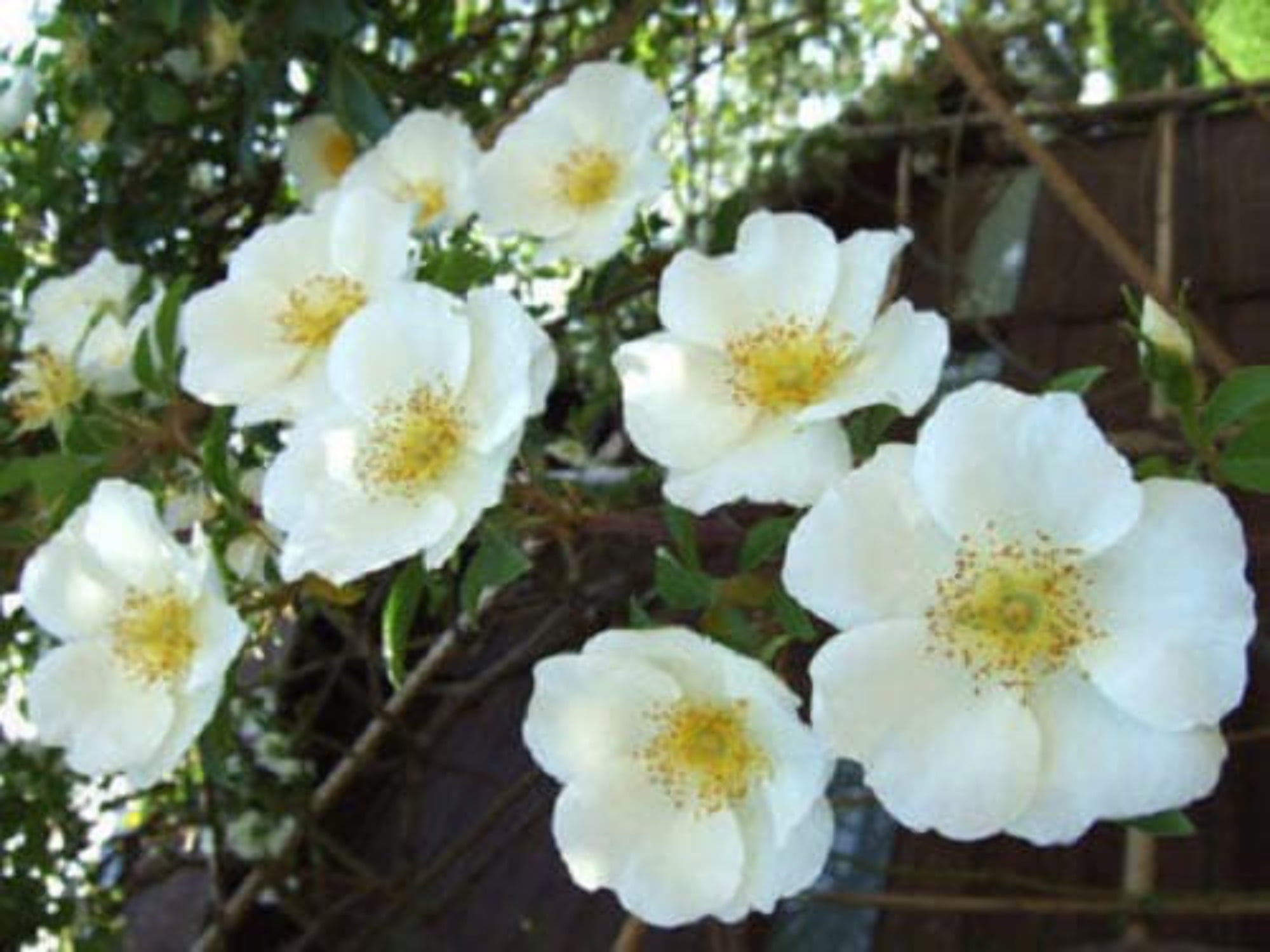 10 * SEEDS * WHITE JAPANESE ROSE Rosa Rugosa Alba Bush Rugosa Rose ...
