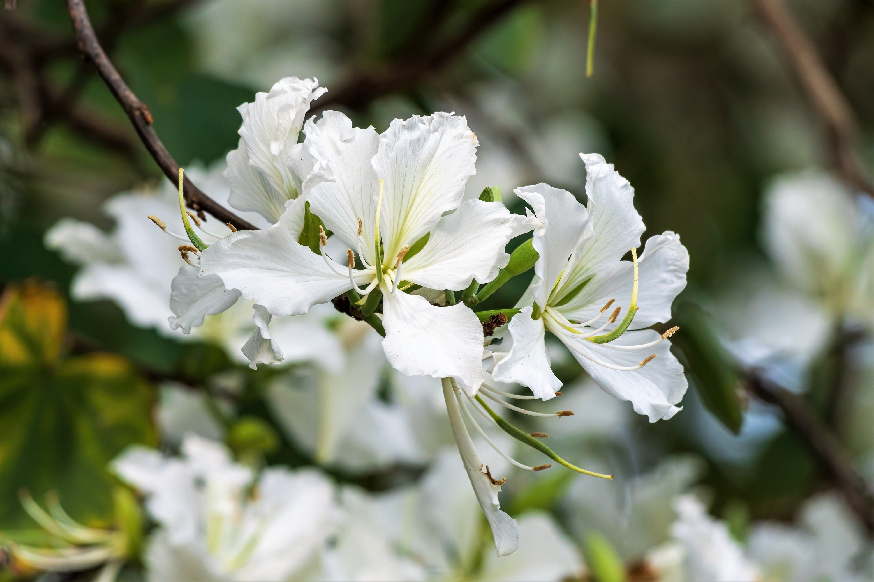 10 WHITE ORCHID TREE Bauhinia Alba syn Variegata Philippines | Ubuy
