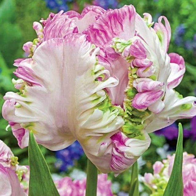 10 Weber's Pink Parrot Tulip Bulbs for Planting - Easy to Grow - Walmart.com