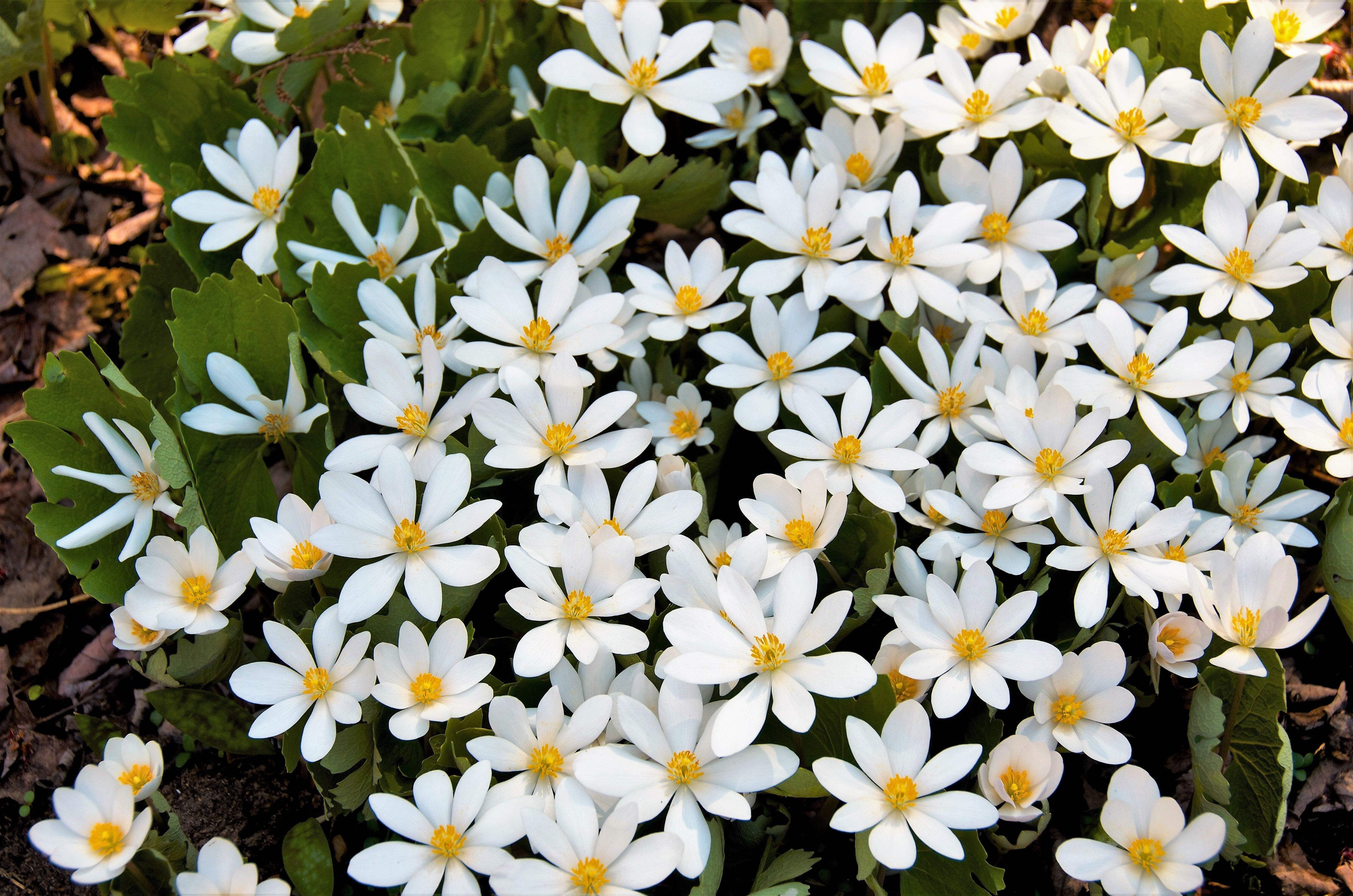 10 White BLOODROOT Sanguinaria Canadensis Shade Ground Cover Flower ...